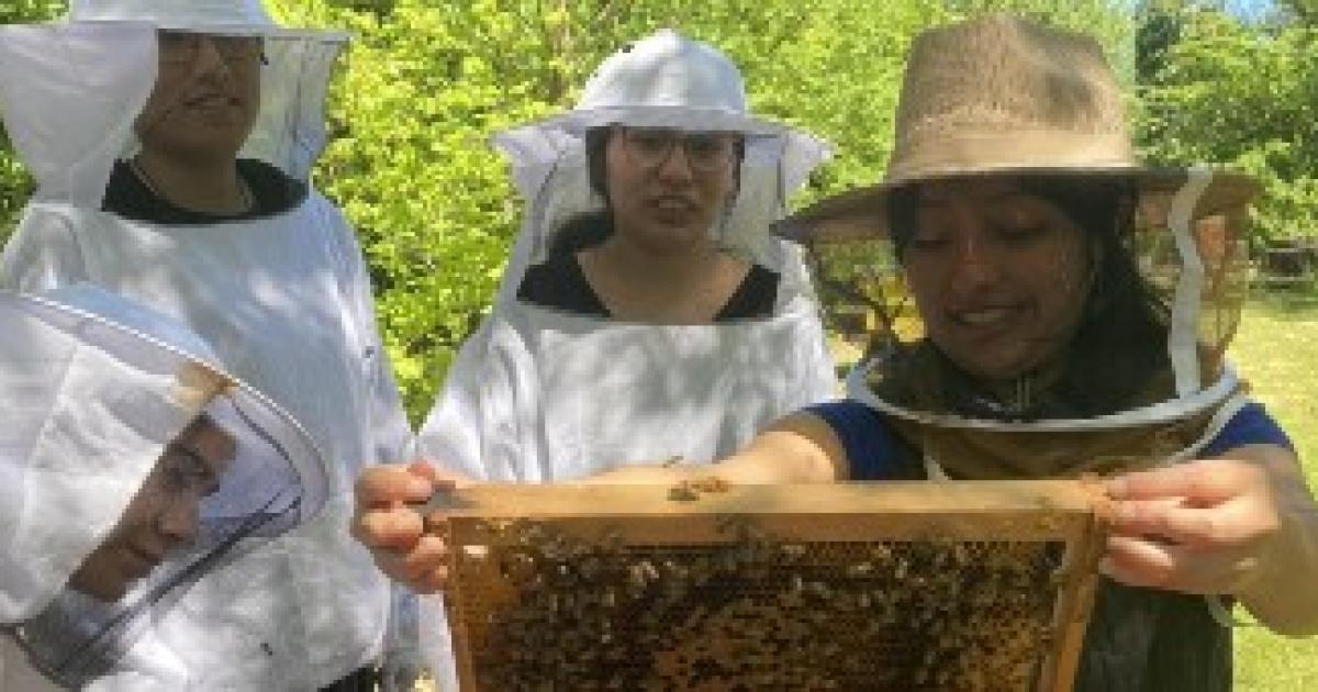 Master Beekeeper Program now offered in Spanish | Global Affairs | Oregon State University